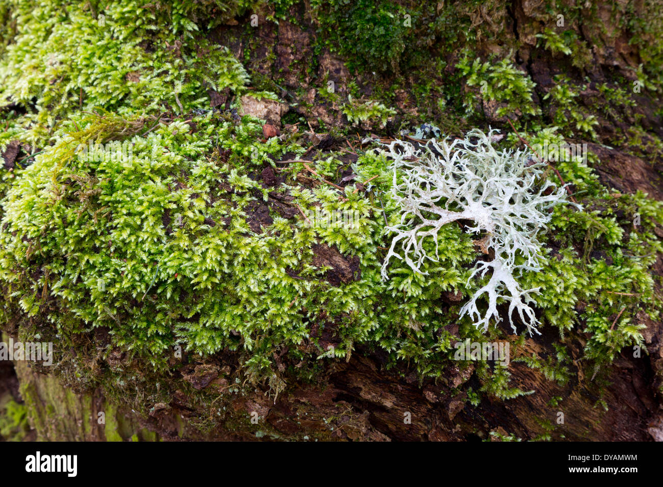 White lichen species on tree moss Stock Photo - Alamy