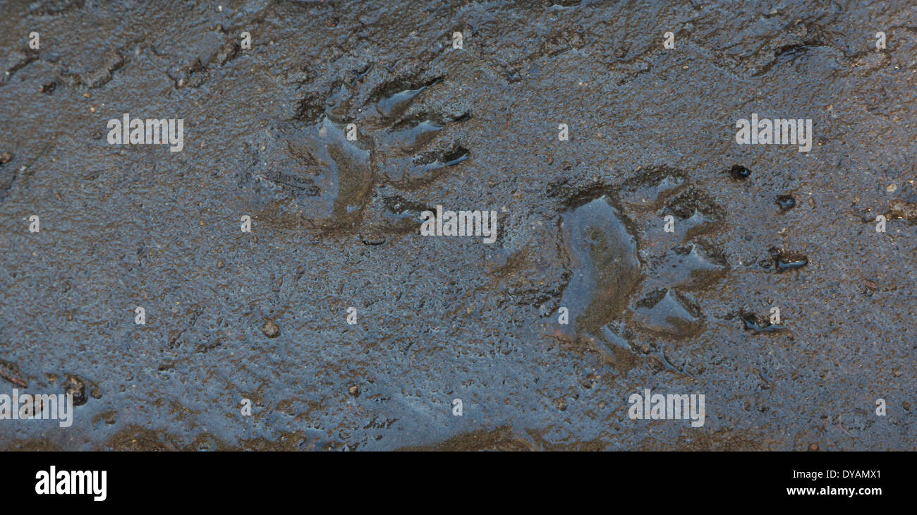 Badger Tracks In Sand