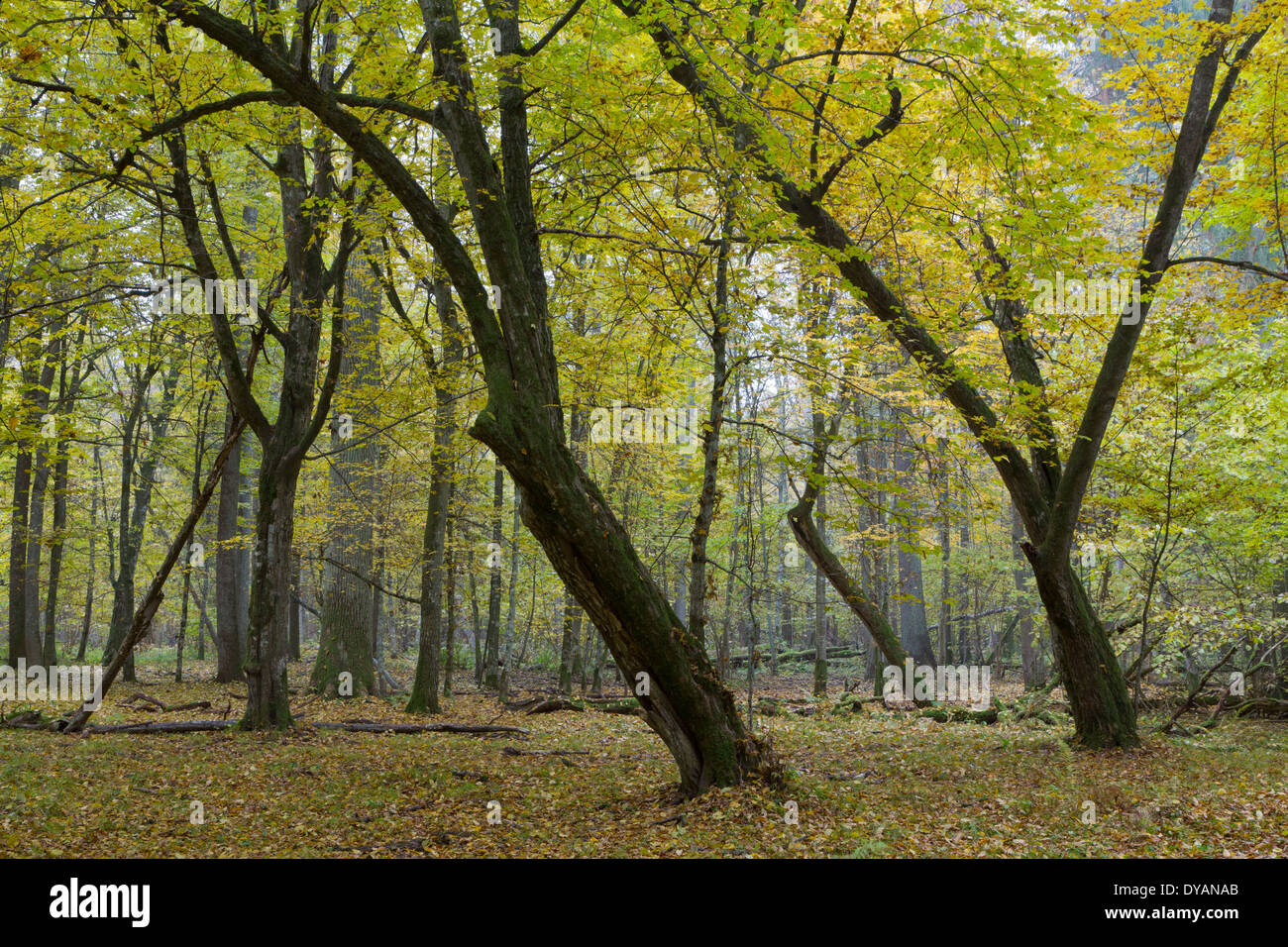 Bent old trees hi-res stock photography and images - Alamy