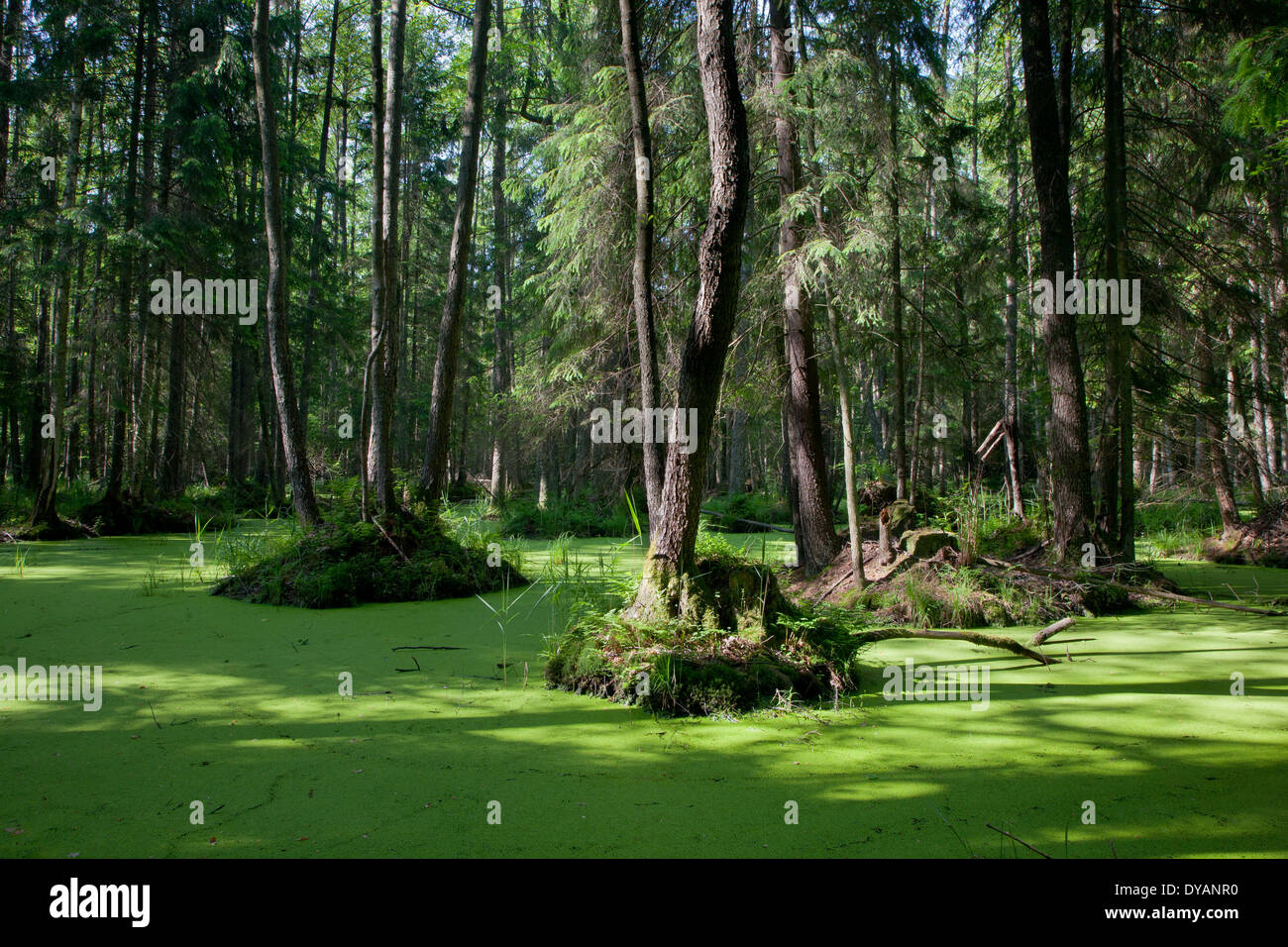 Natural alder-carr stand of Bialowieza Forest with standing water and ...