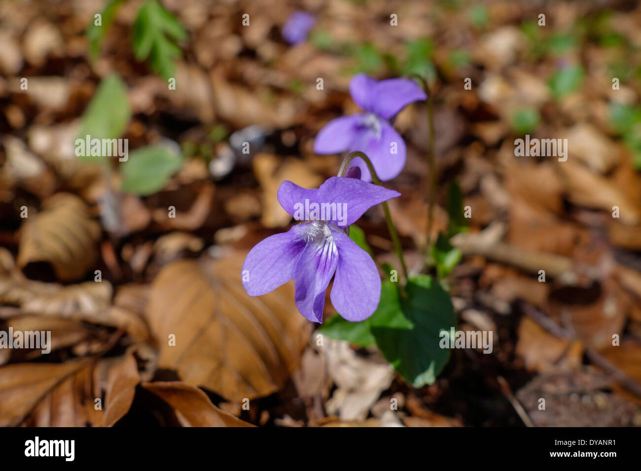 Wood violet (Viola sylvestris) on the forest floor, early flowering ...