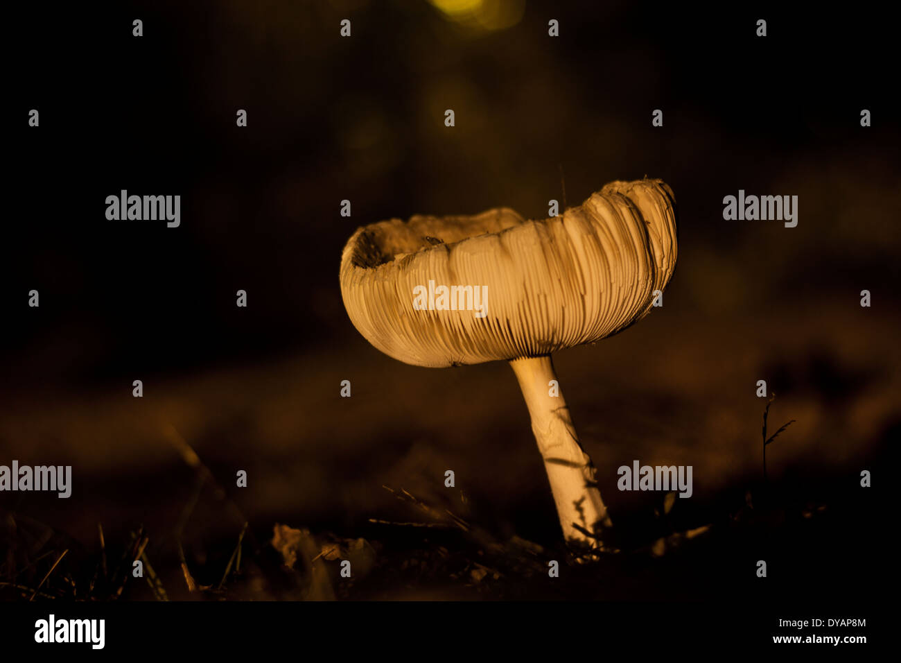 Detailed mushroom hi-res stock photography and images - Alamy