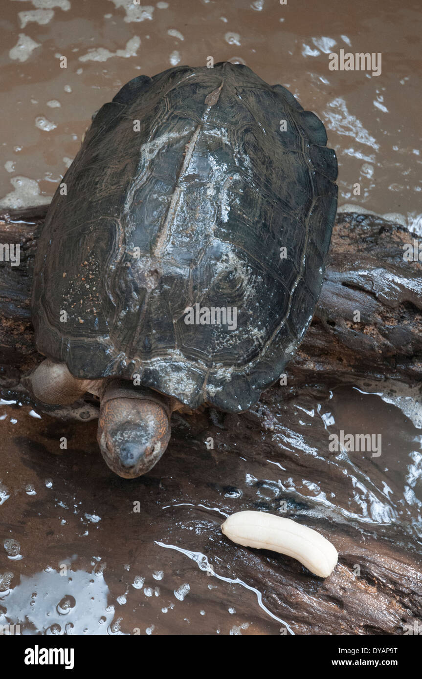 Kratie cambodia turtle hi-res stock photography and images - Alamy