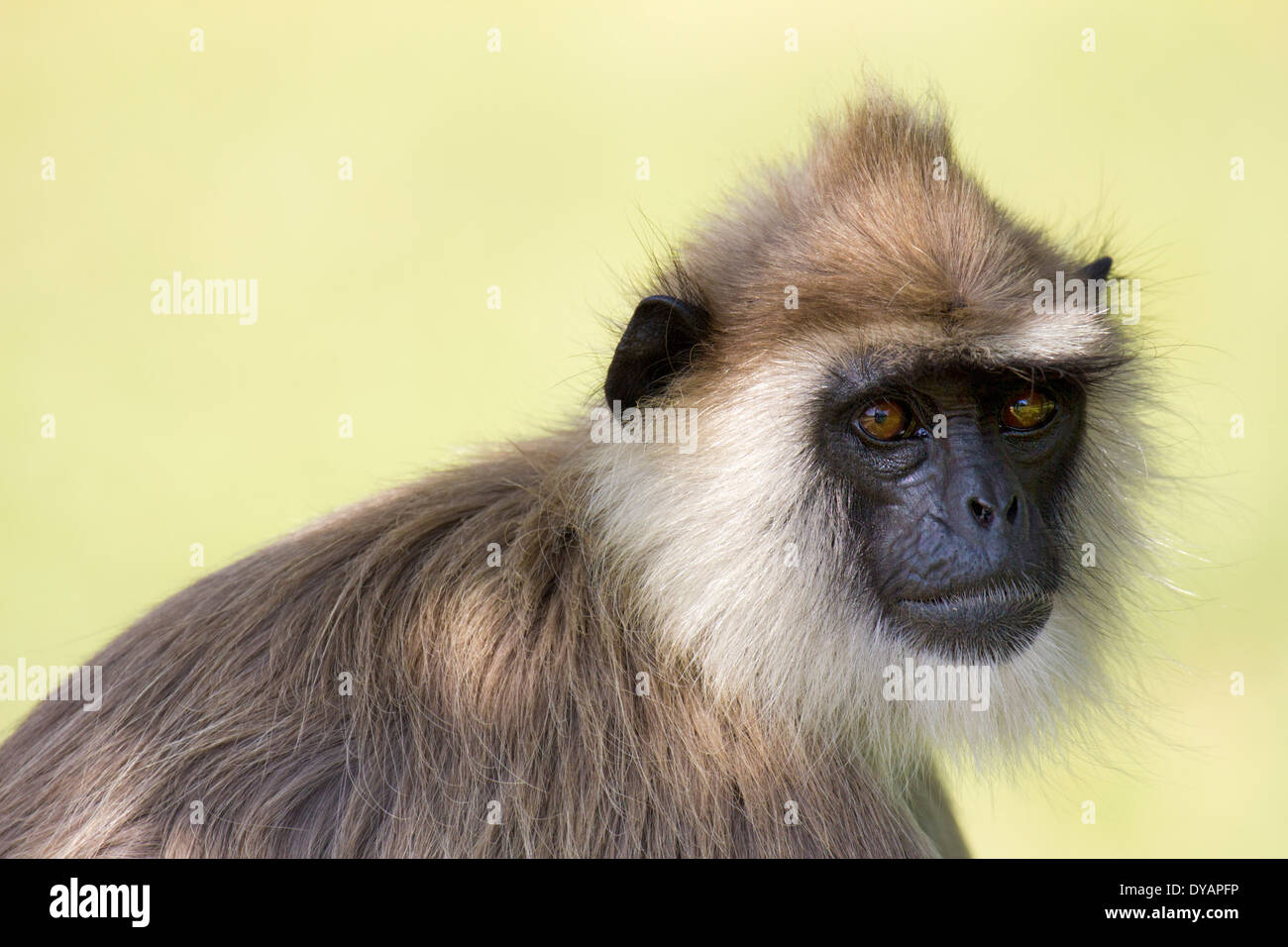 Grey Langur monkey in Anuradhapura, Sri Lanka 7 Stock Photo - Alamy