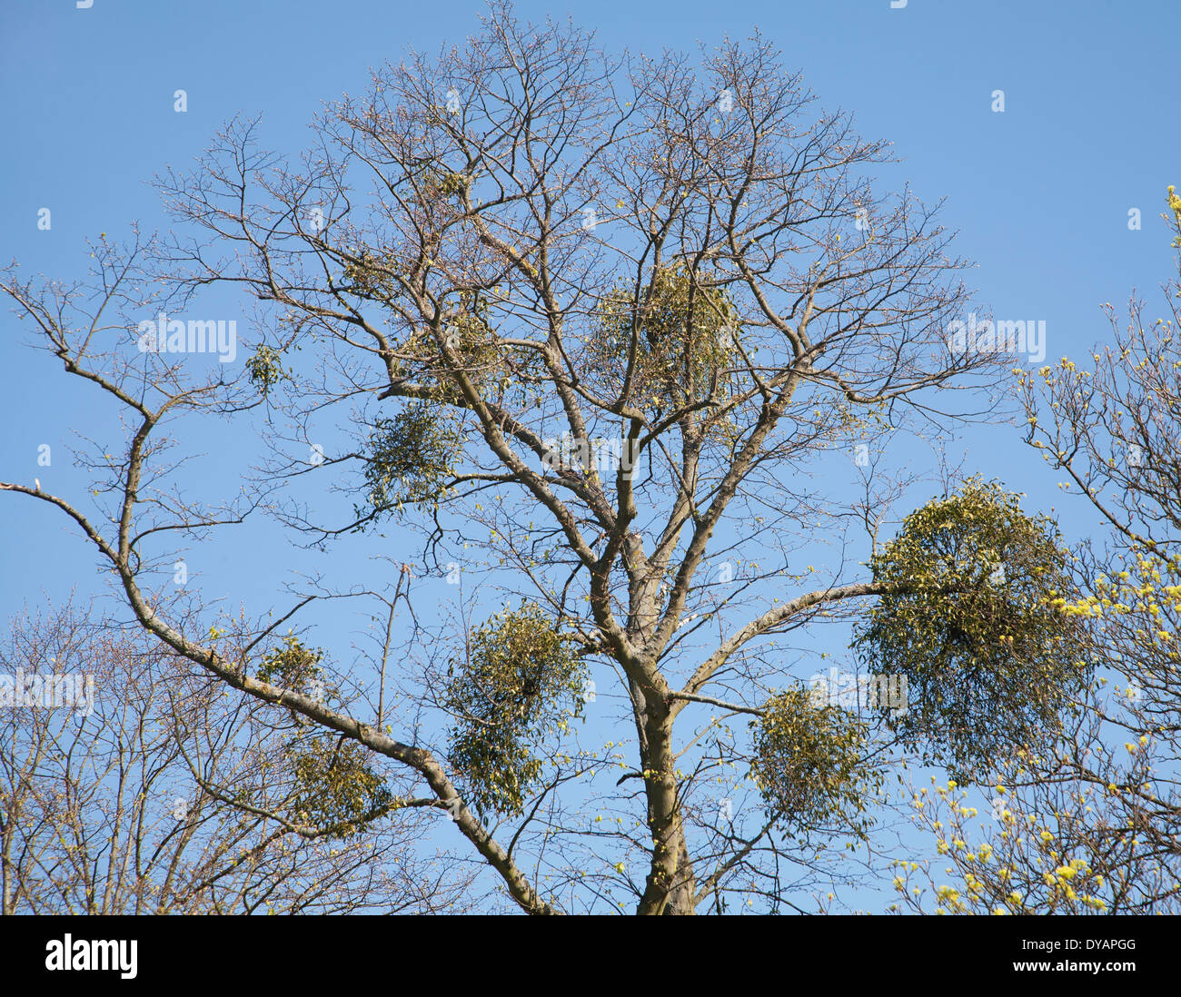 Mistletoe growing tree trees hi-res stock photography and images - Alamy