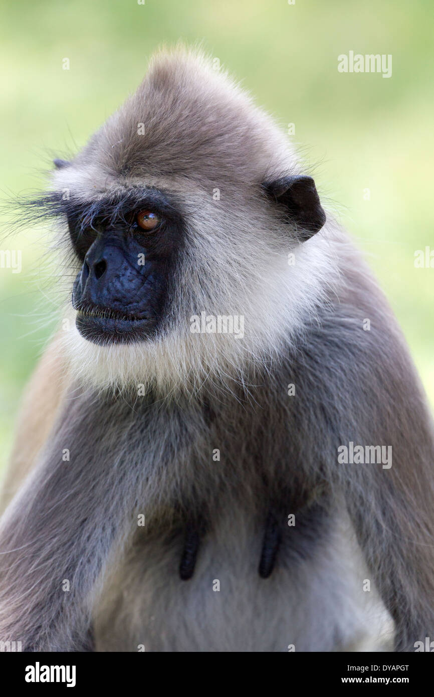 Grey Langur monkey in Anuradhapura, Sri Lanka 3 Stock Photo - Alamy