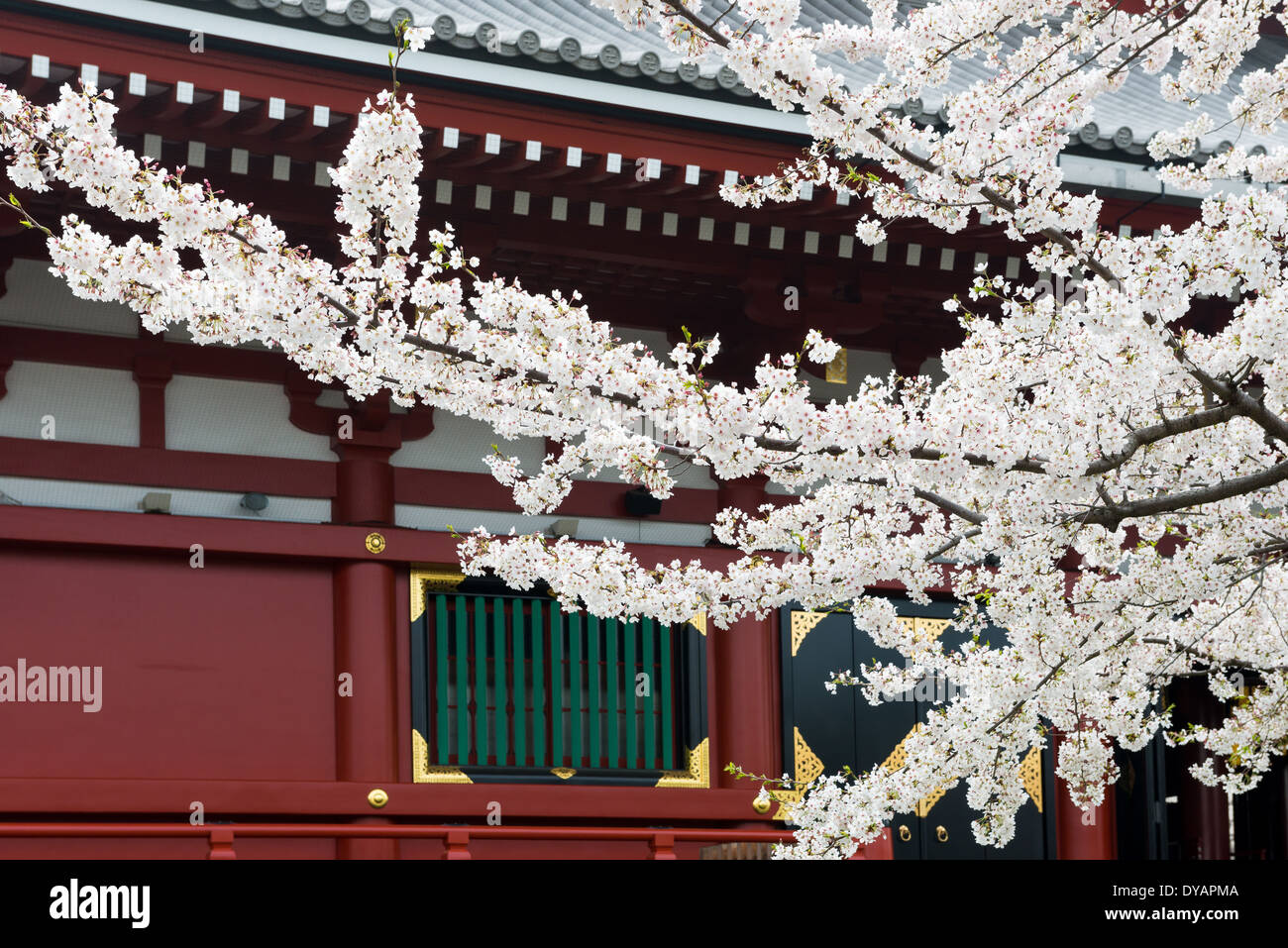 Sensoji buddhist temple cherry blossom hi-res stock photography and ...