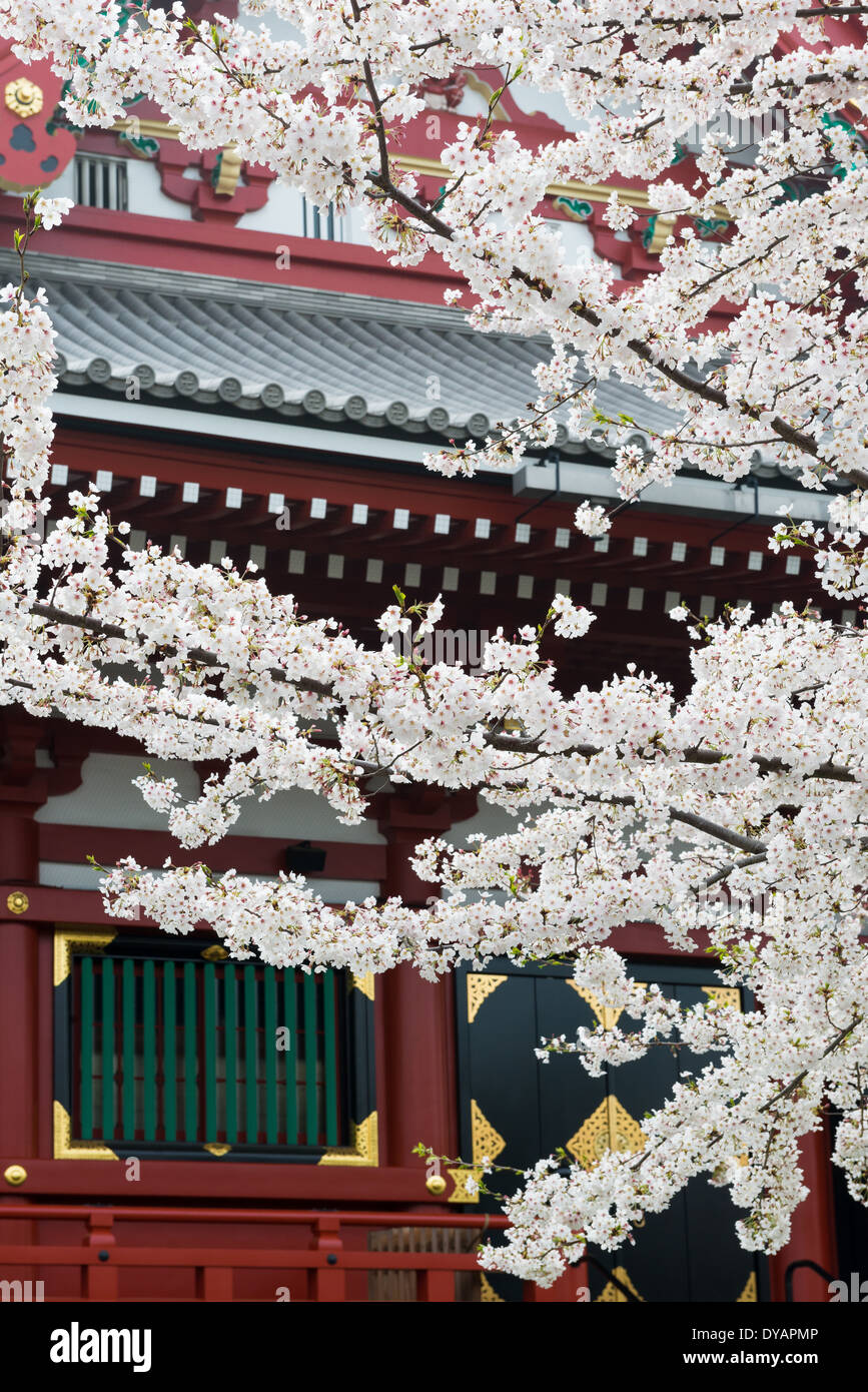Sensoji buddhist temple cherry blossom hi-res stock photography and ...