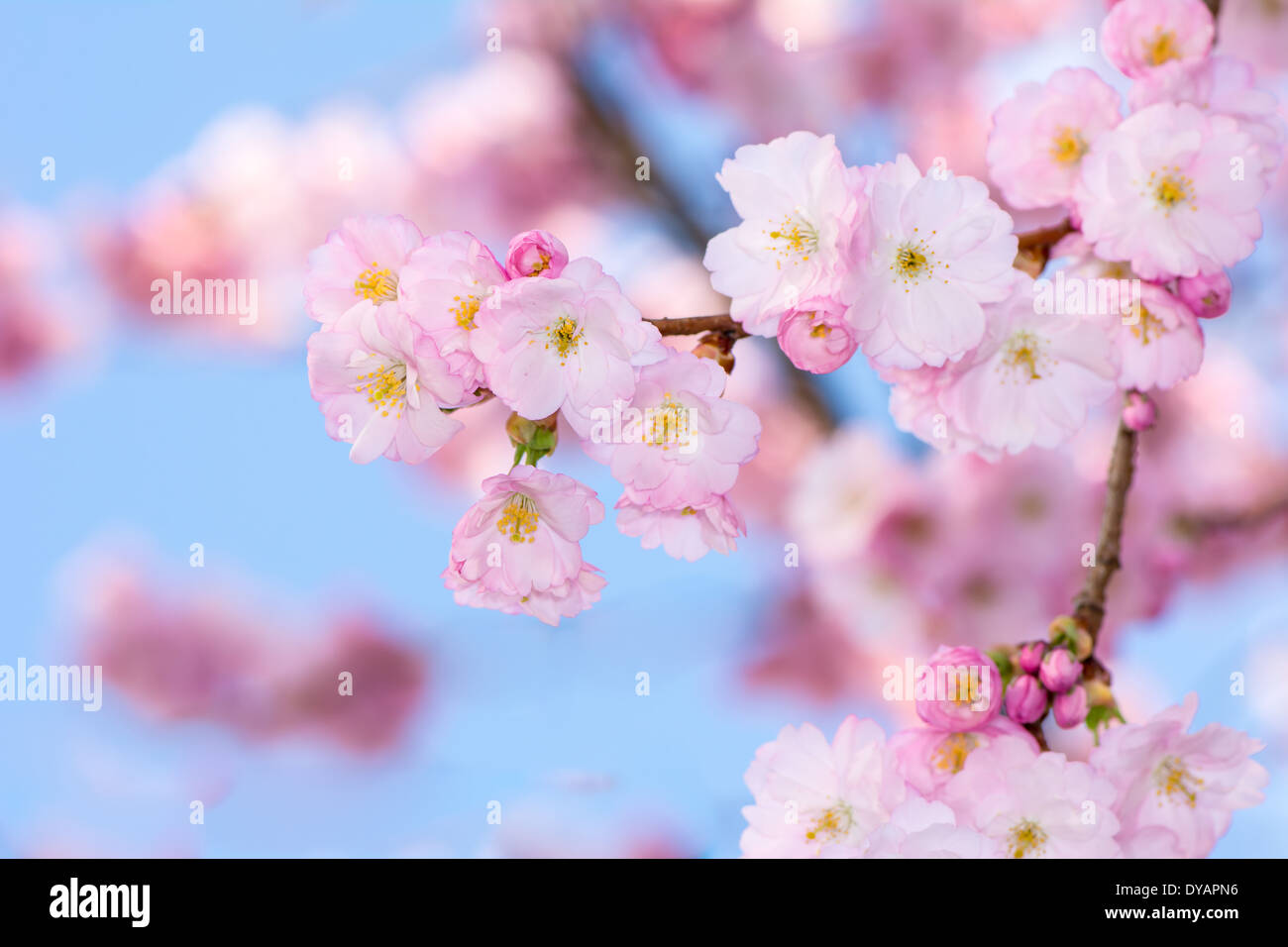 Pink flowering cherry tree hi-res stock photography and images - Alamy