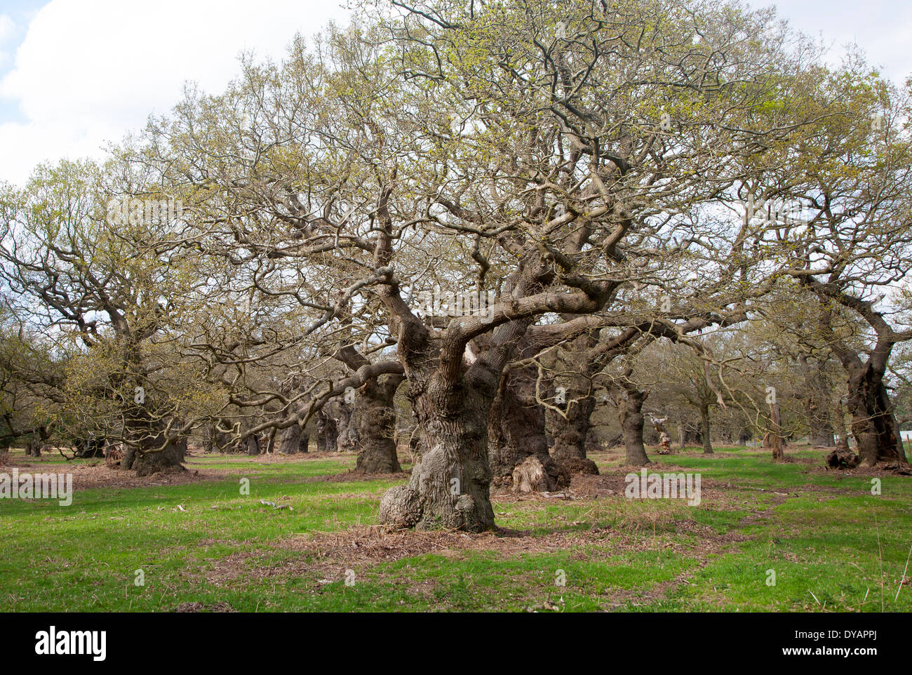 Ancient oak trees in historic deer park, Staverton, Suffolk, England ...