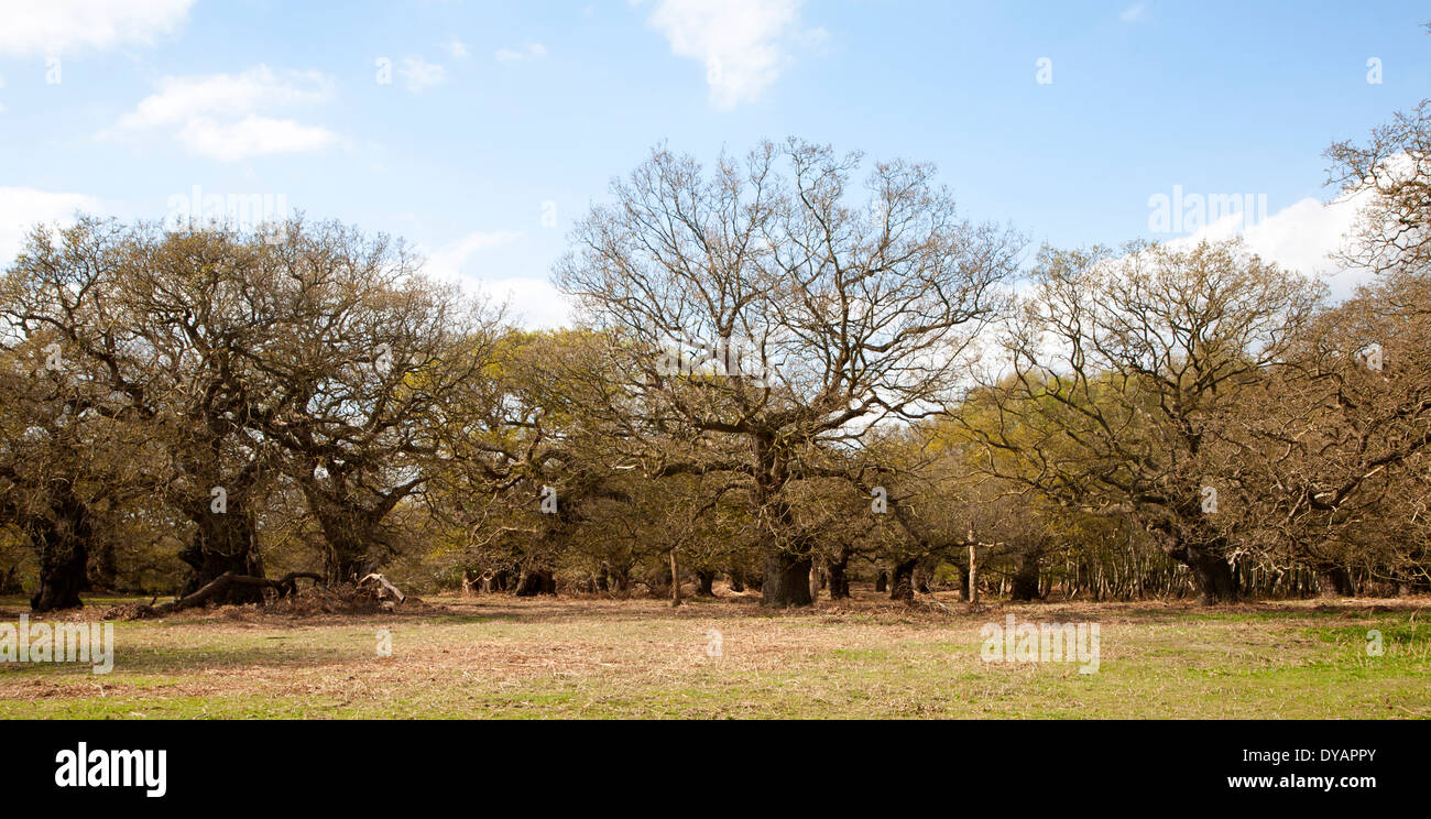 Ancient oak trees in historic deer park, Staverton, Suffolk, England ...