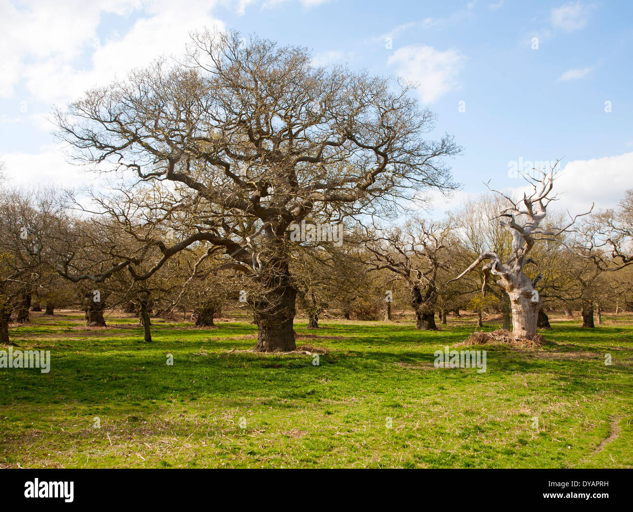 Ancient oak trees in historic deer park, Staverton, Suffolk, England ...