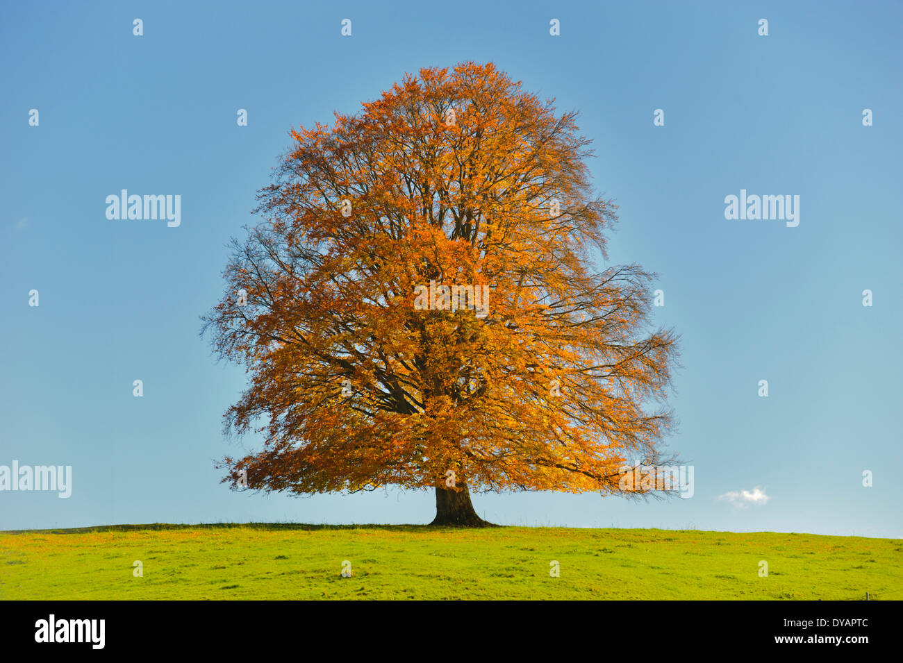 single big beech tree at autumn in Bavaria Stock Photo - Alamy