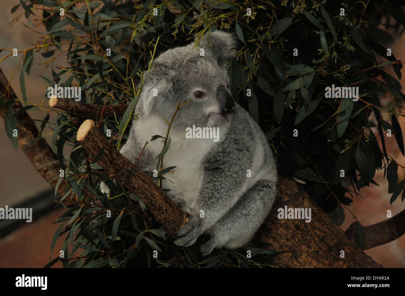 Koala at the "Zoo de Beauval Stock Photo - Alamy