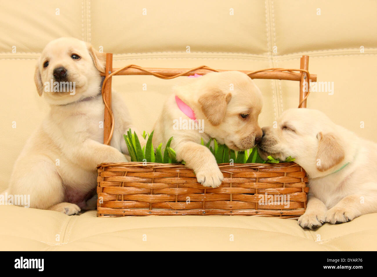 Two golden labrador puppies hi-res stock photography and images - Alamy