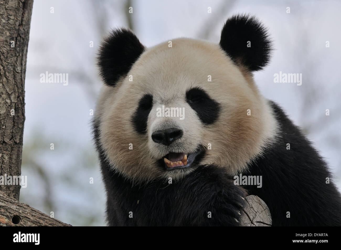 The Panda from Beauval Stock Photo - Alamy
