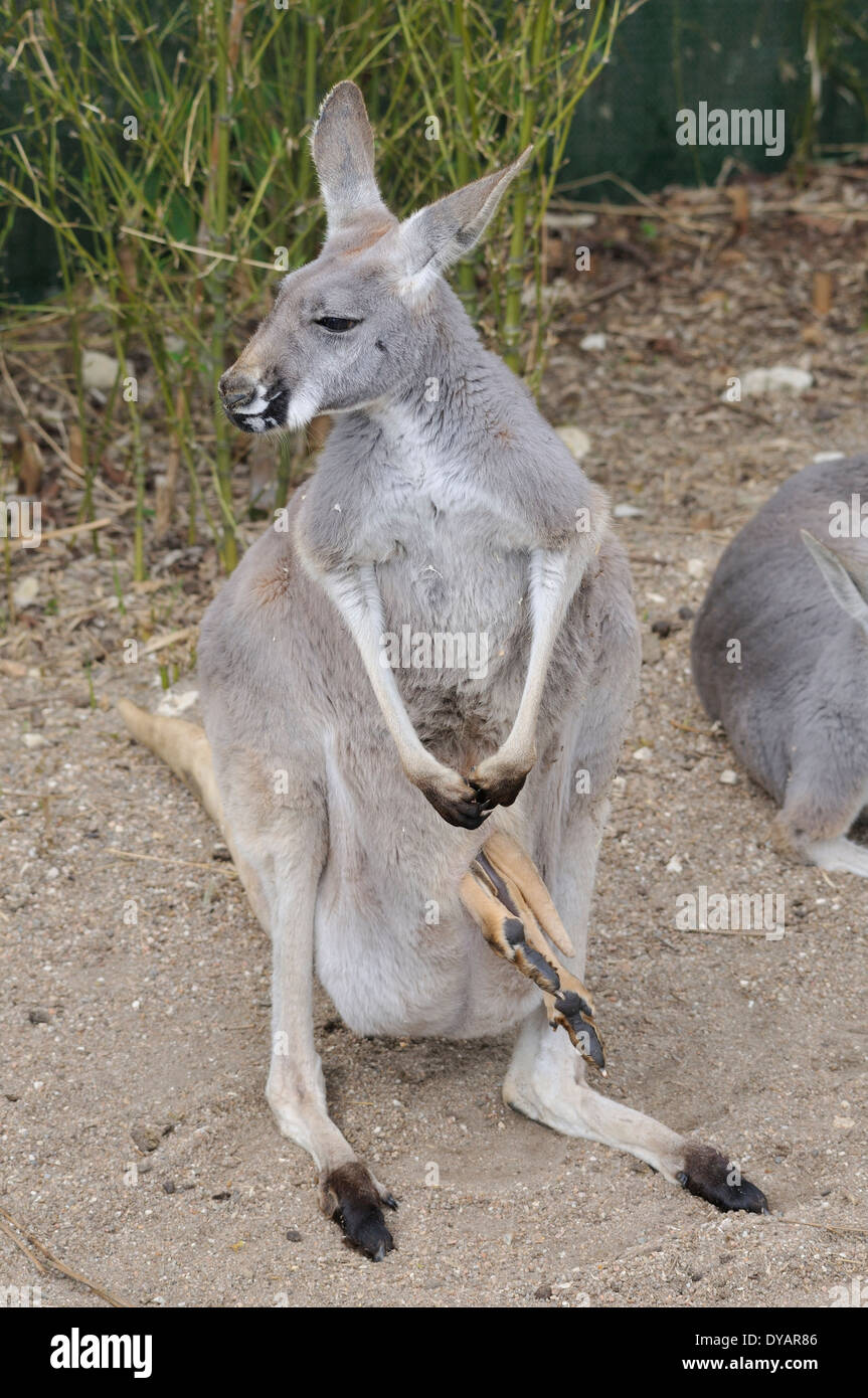 Wallaby and her baby Stock Photo - Alamy