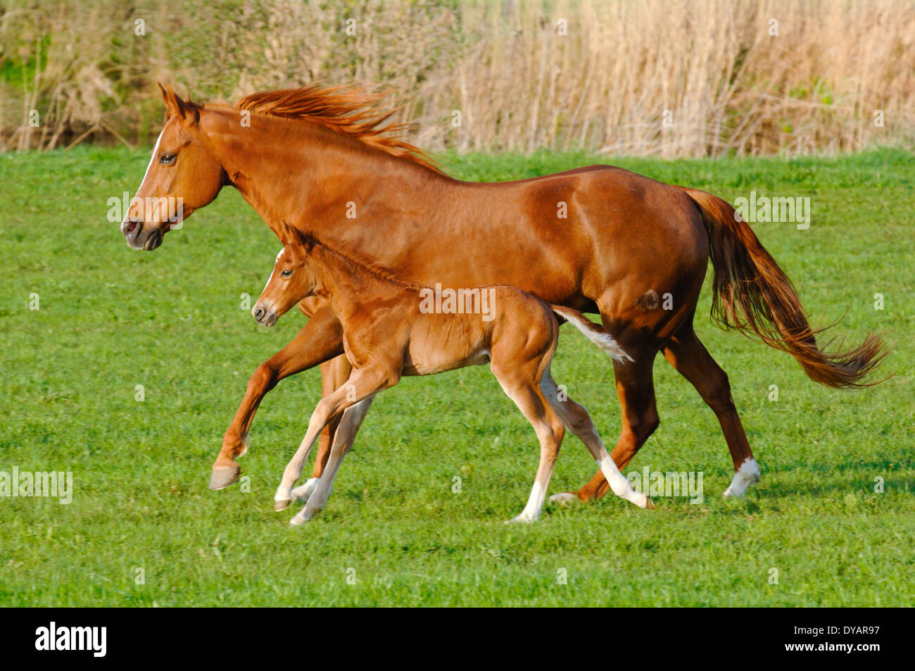 Mare horse in gallop with its foal Stock Photo - Alamy
