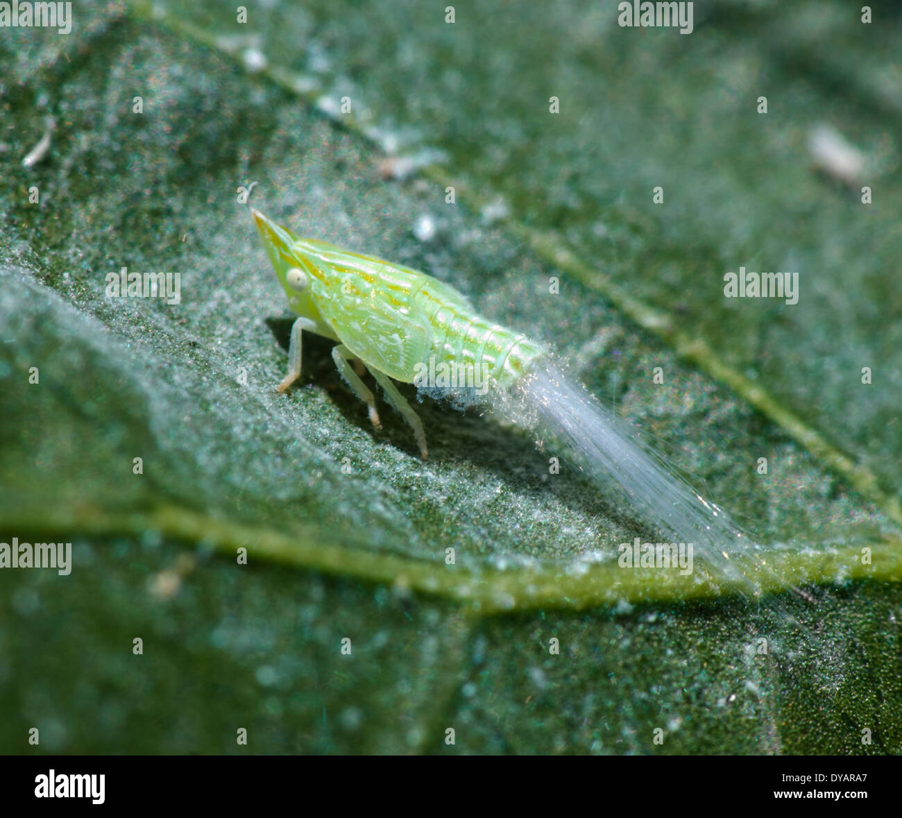 Flatid Planthopper nymph on leaf, New South Wales, Australia Stock ...
