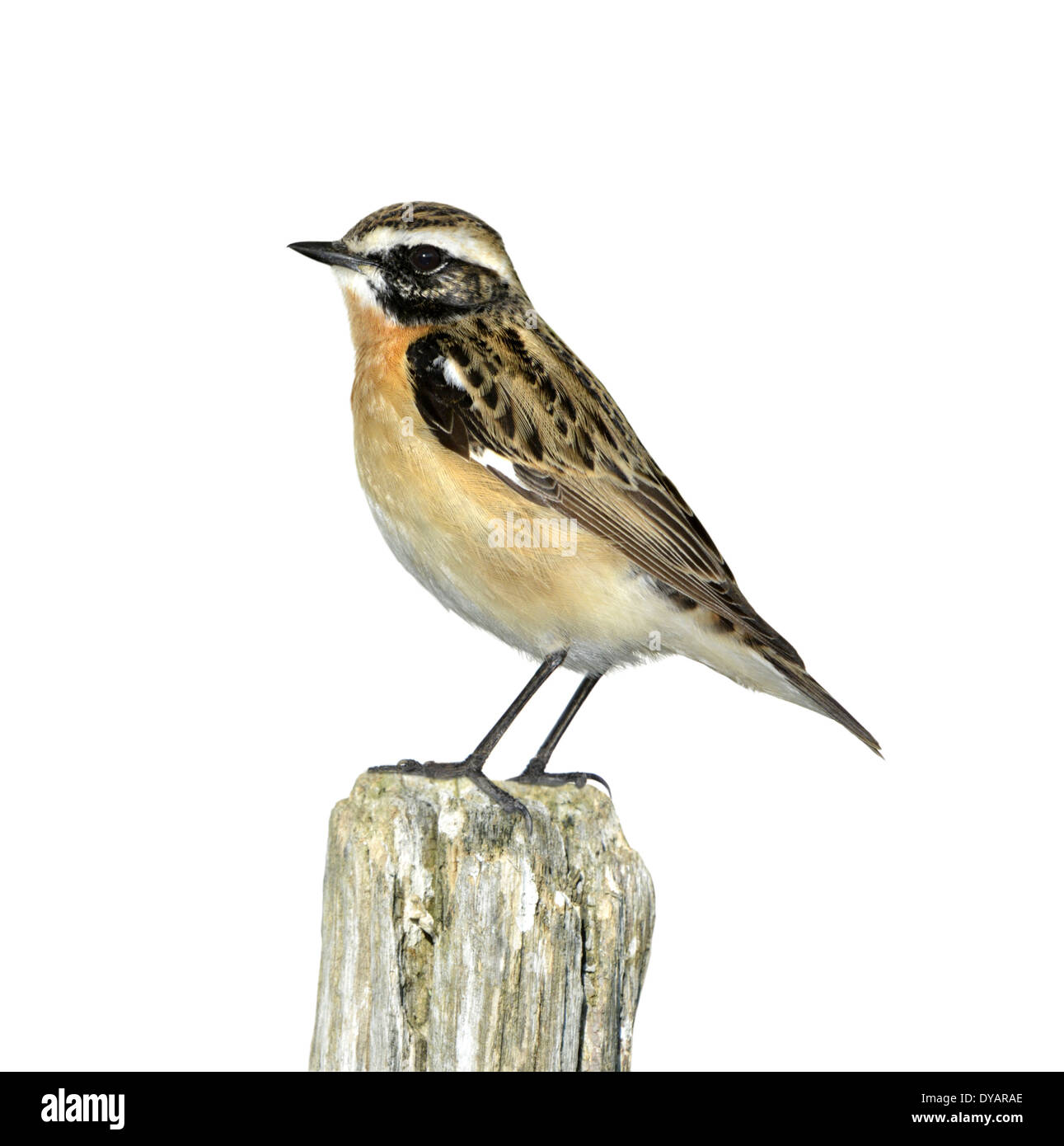 Male whinchat hi-res stock photography and images - Alamy