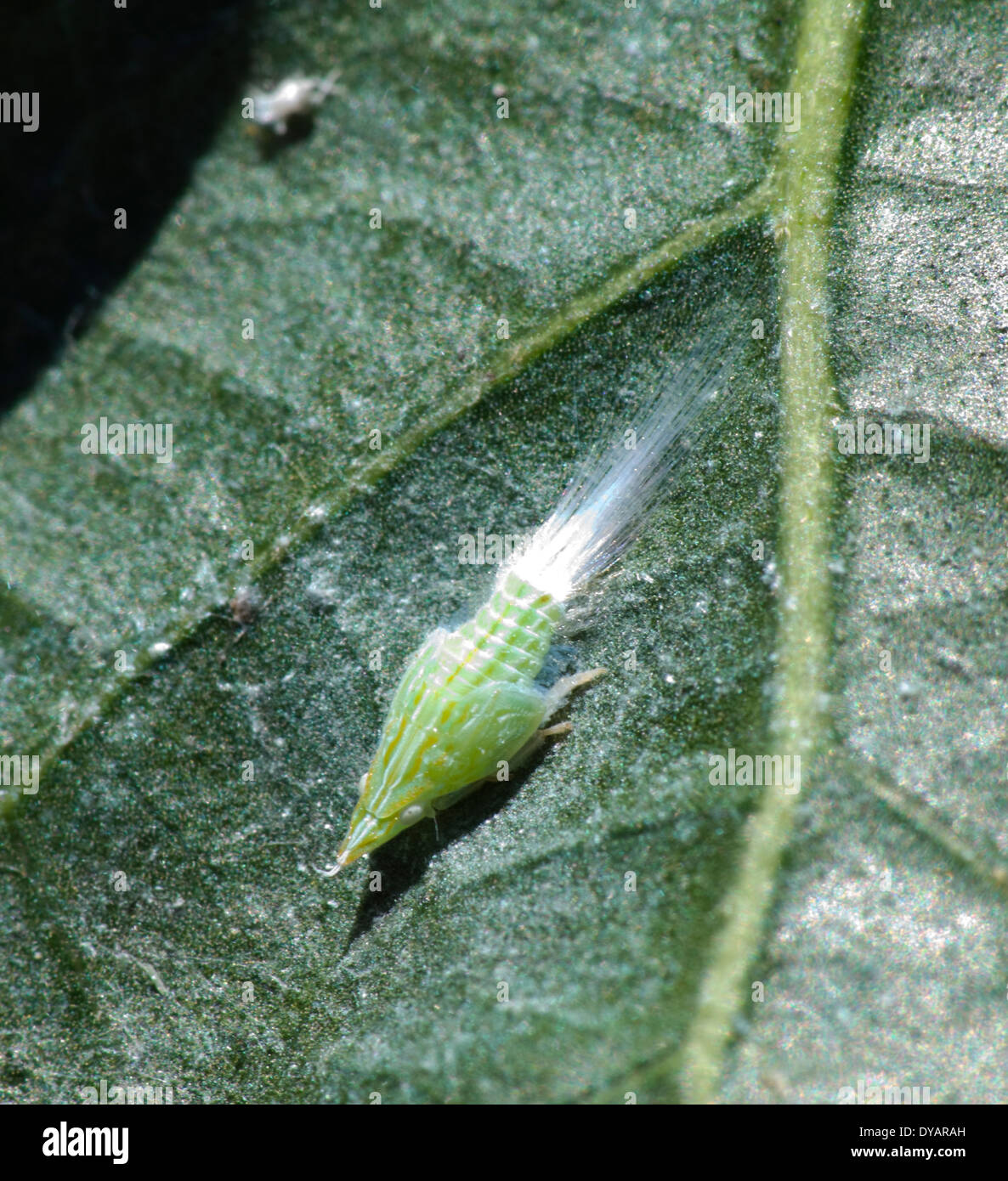 Planthopper nymph hi-res stock photography and images - Alamy