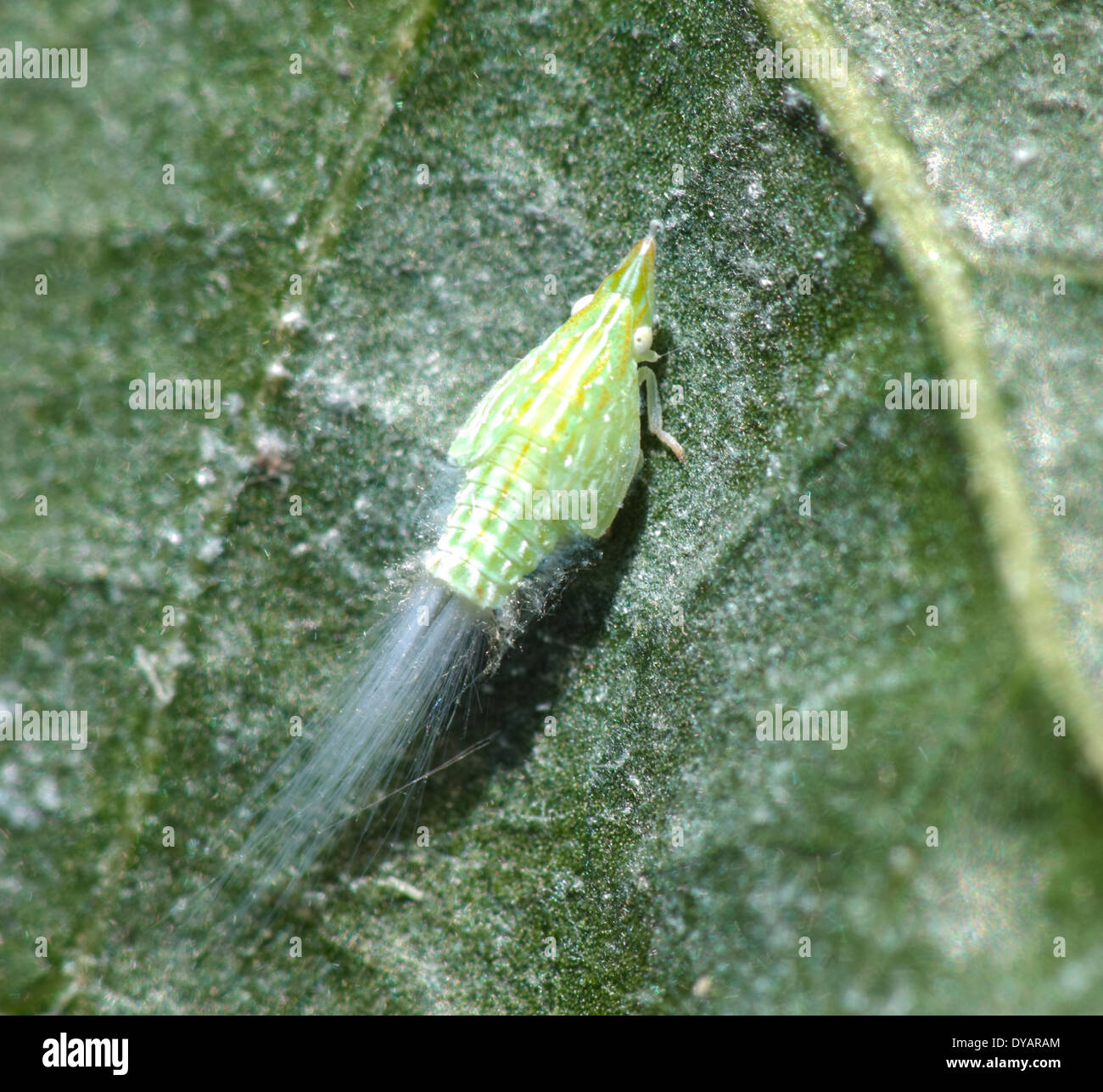 Flatid Planthopper nymph on leaf, New South Wales, Australia Stock ...