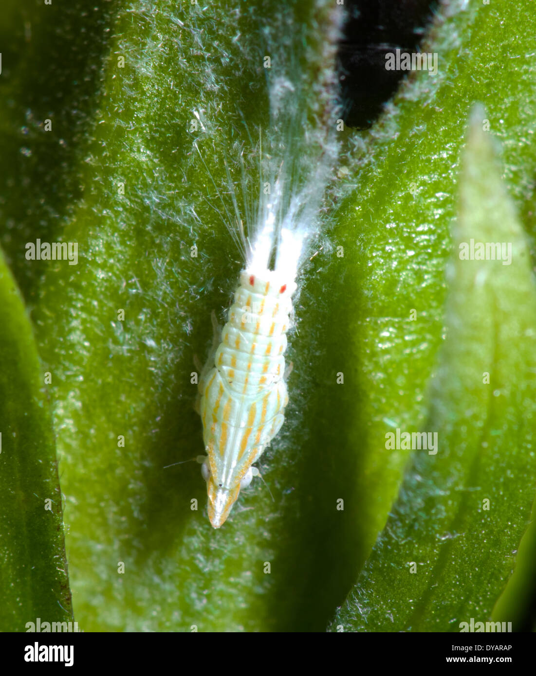 Australian Planthopper Nymph High Resolution Stock Photography and ...