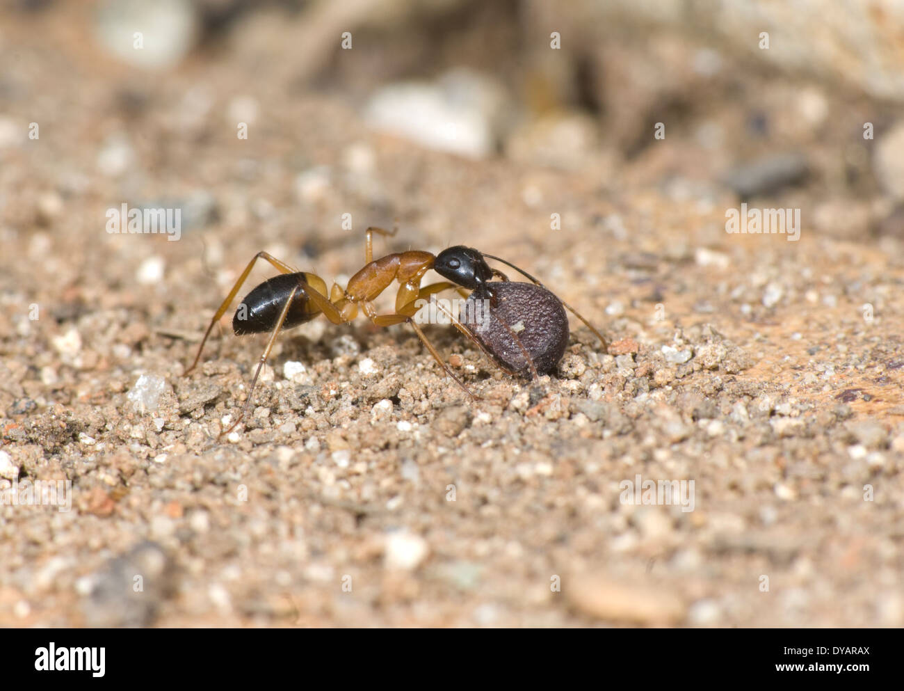 Sugar Ant (Camponotus consobrinus) with Nest Material, New South Wales ...