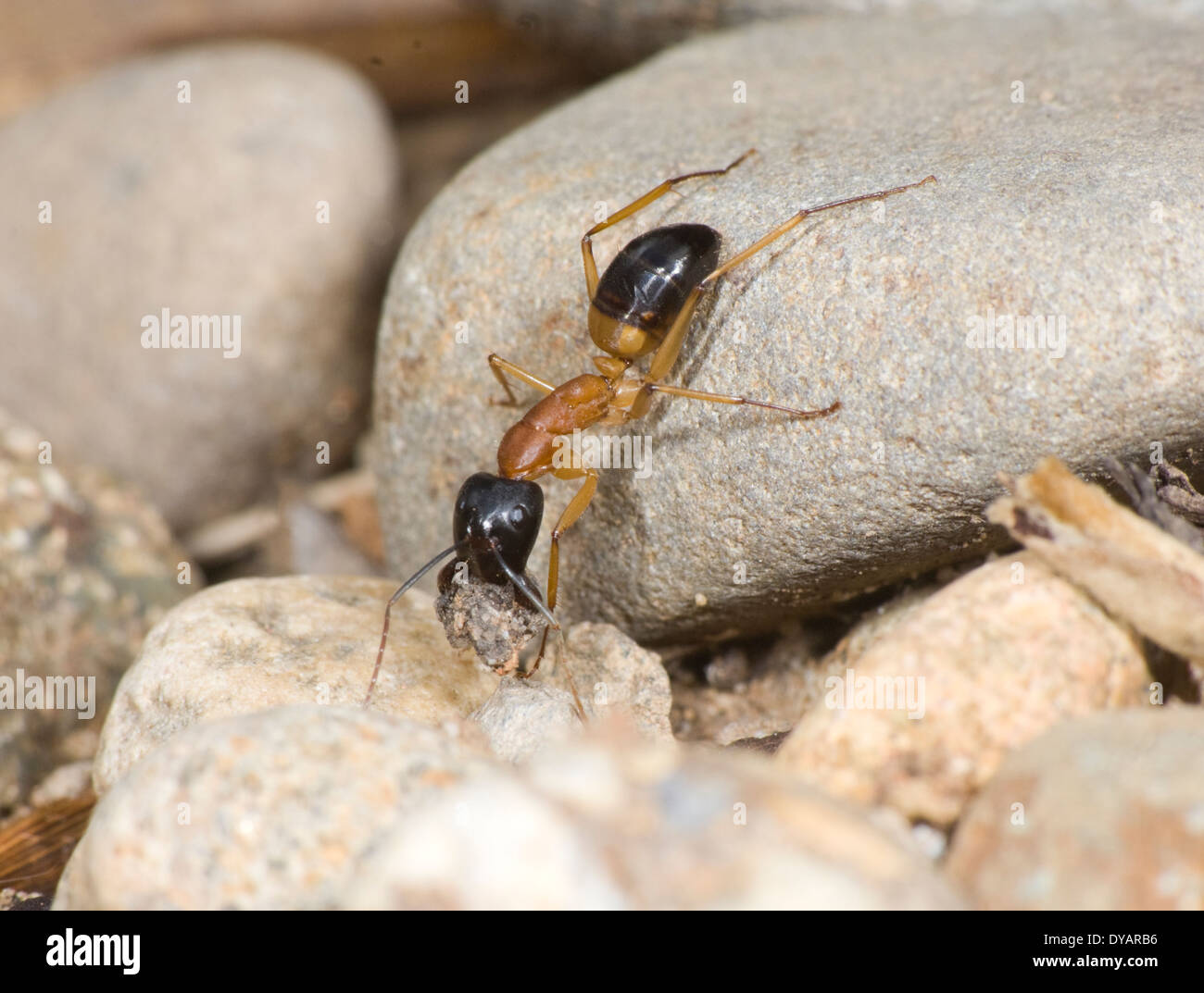 Sugar ants hi-res stock photography and images - Alamy