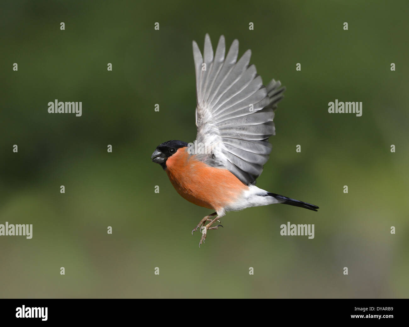 Bullfinch Pyrrhula pyrrhula - Male Stock Photo - Alamy