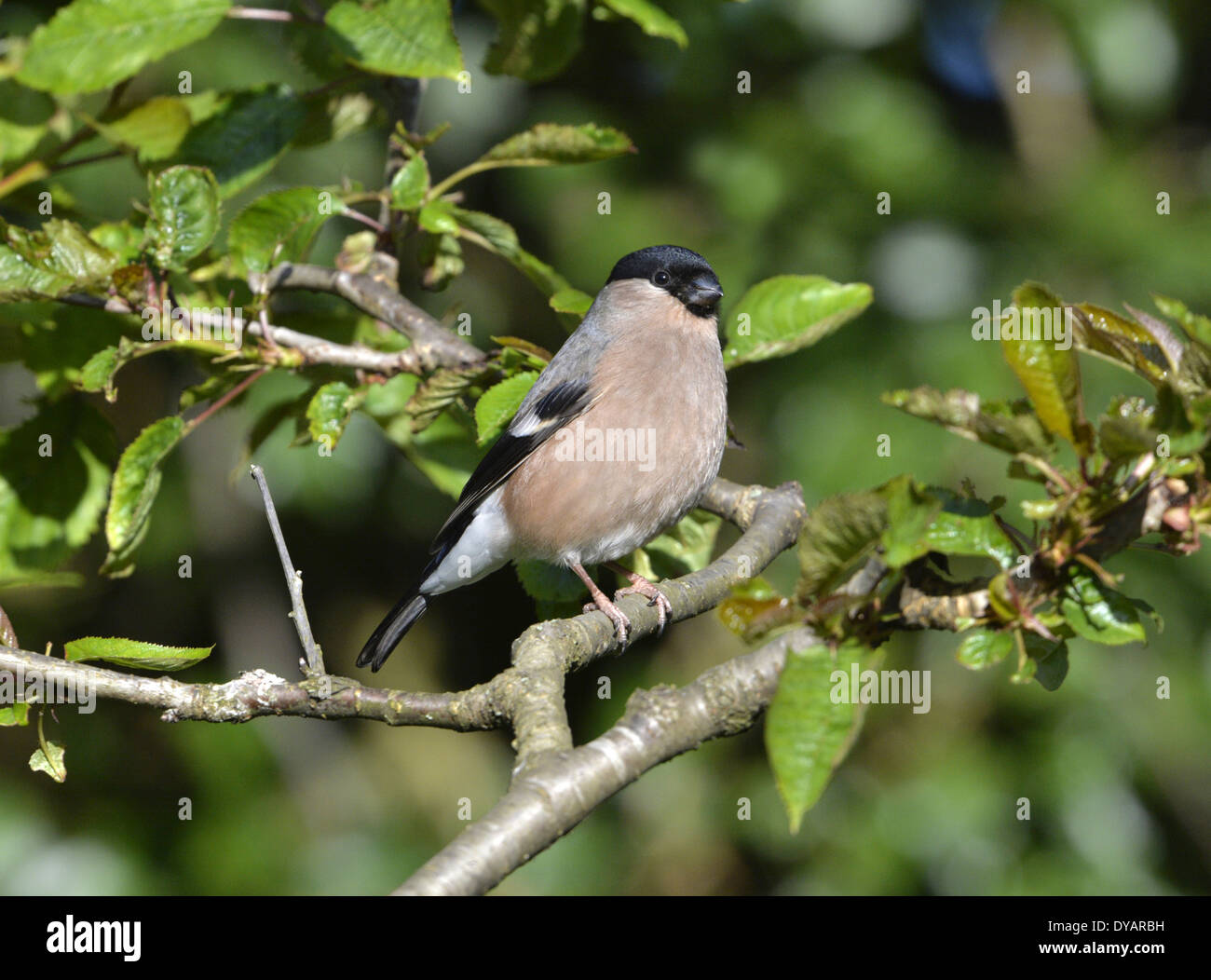 Bullfinch Pyrrhula pyrrhula - Female Stock Photo - Alamy