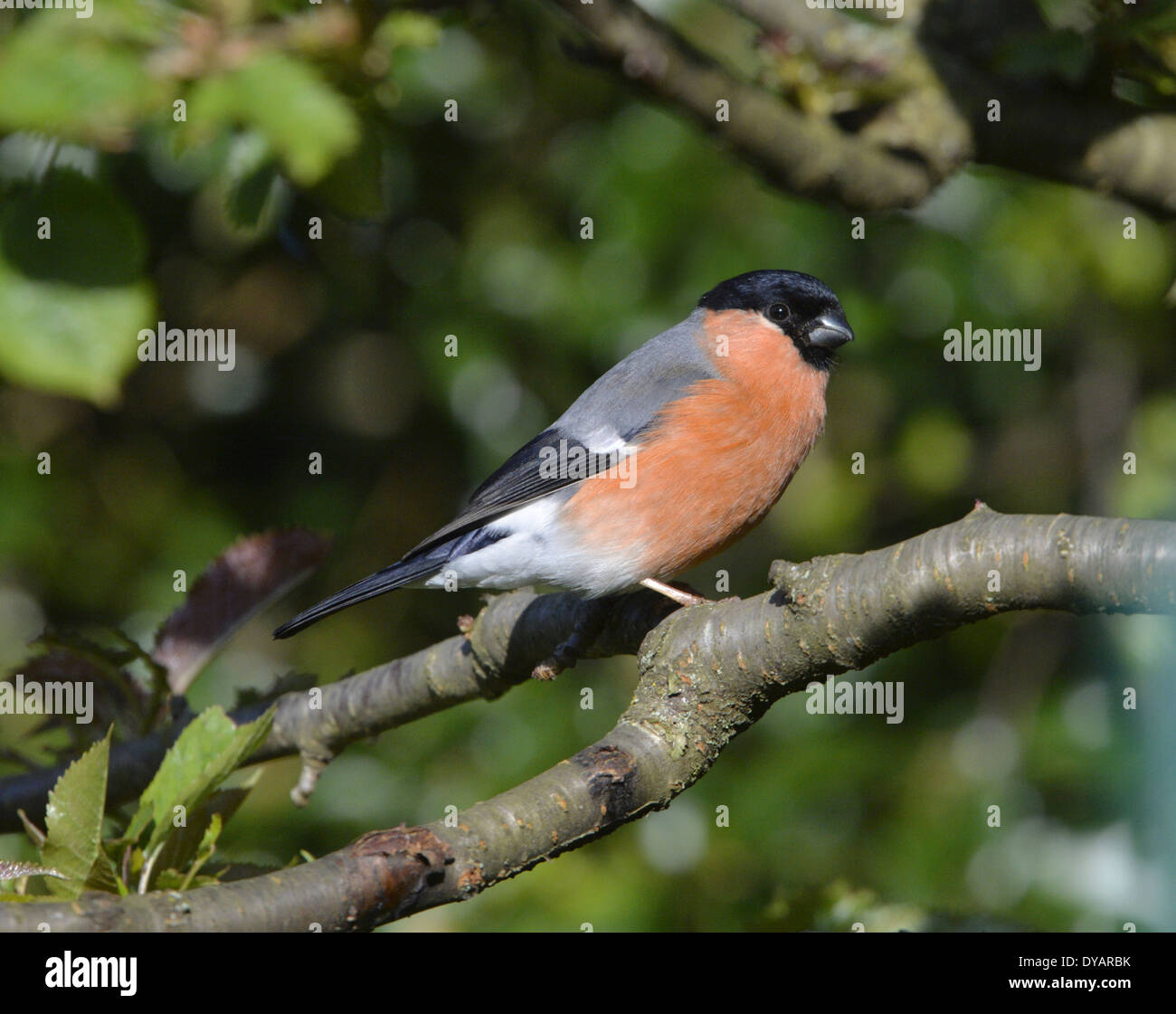 Bullfinch hi-res stock photography and images - Alamy