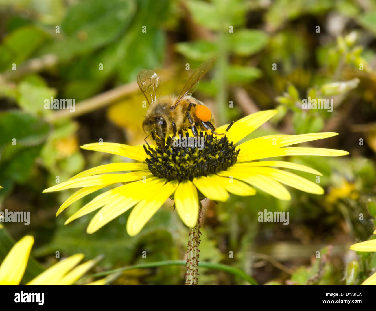 Honey bee pollinating and showing pollen sacs, Wee Jasper, New South ...