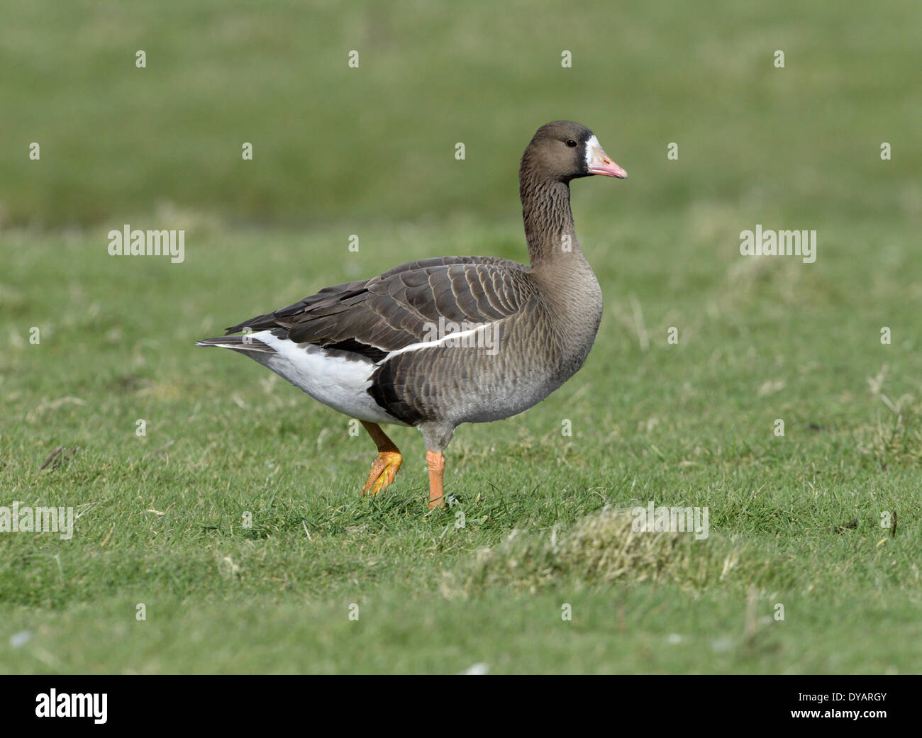 European Geese High Resolution Stock Photography and Images - Alamy