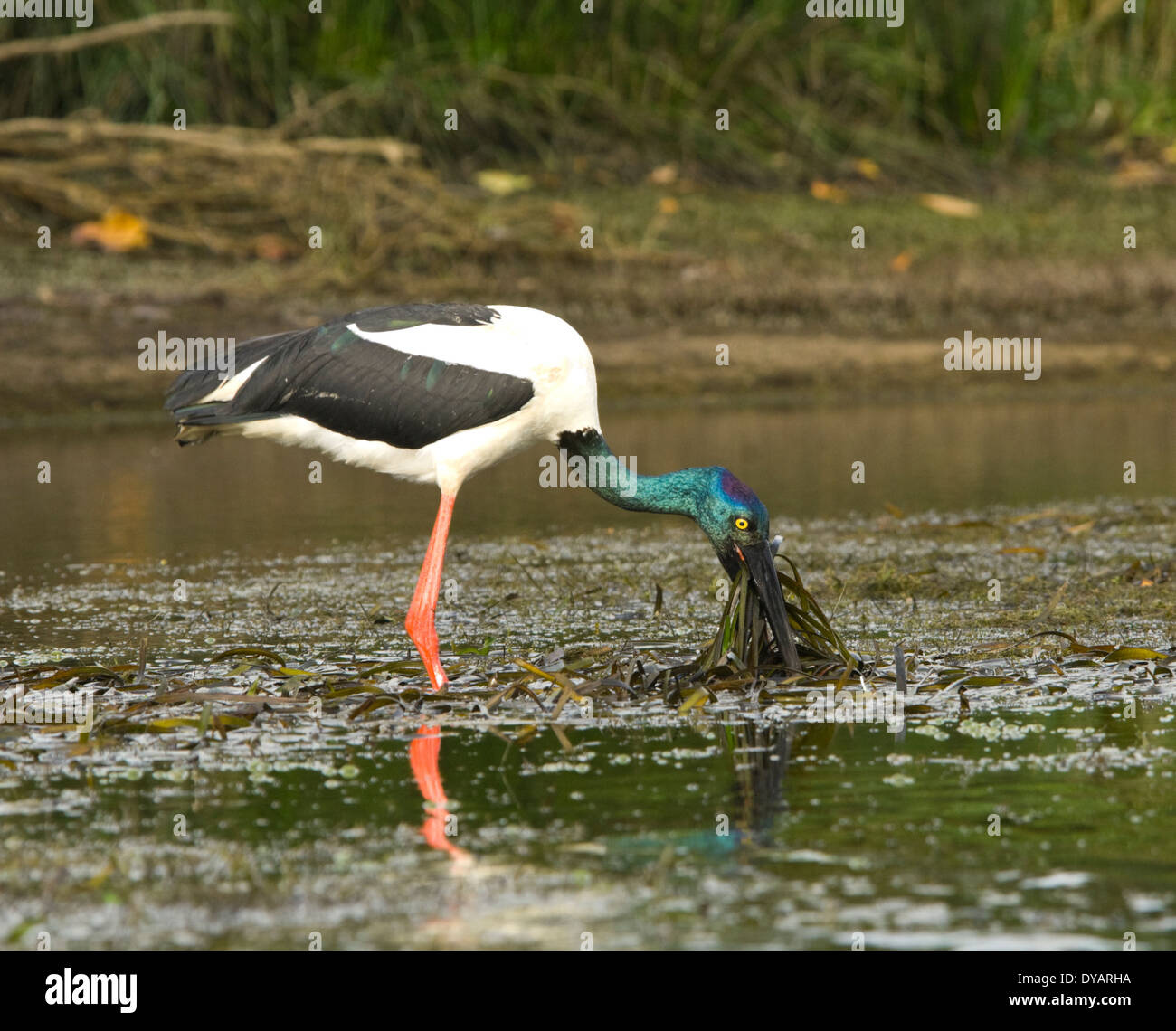 Jabiru australian stork hi-res stock photography and images - Alamy