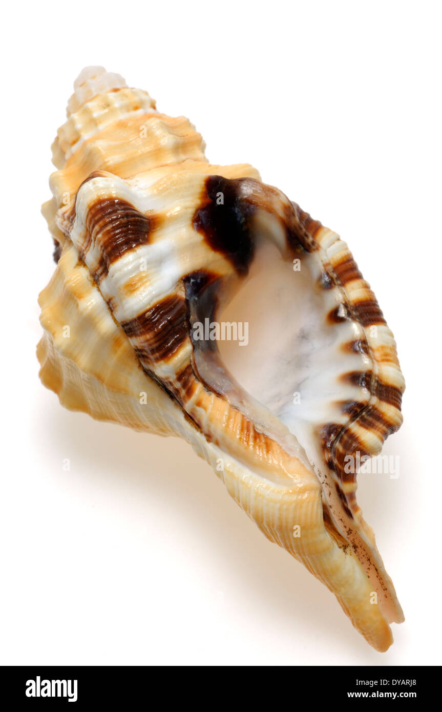 Yellow Triton shell (Cymatium grandimaculatum Stock Photo - Alamy