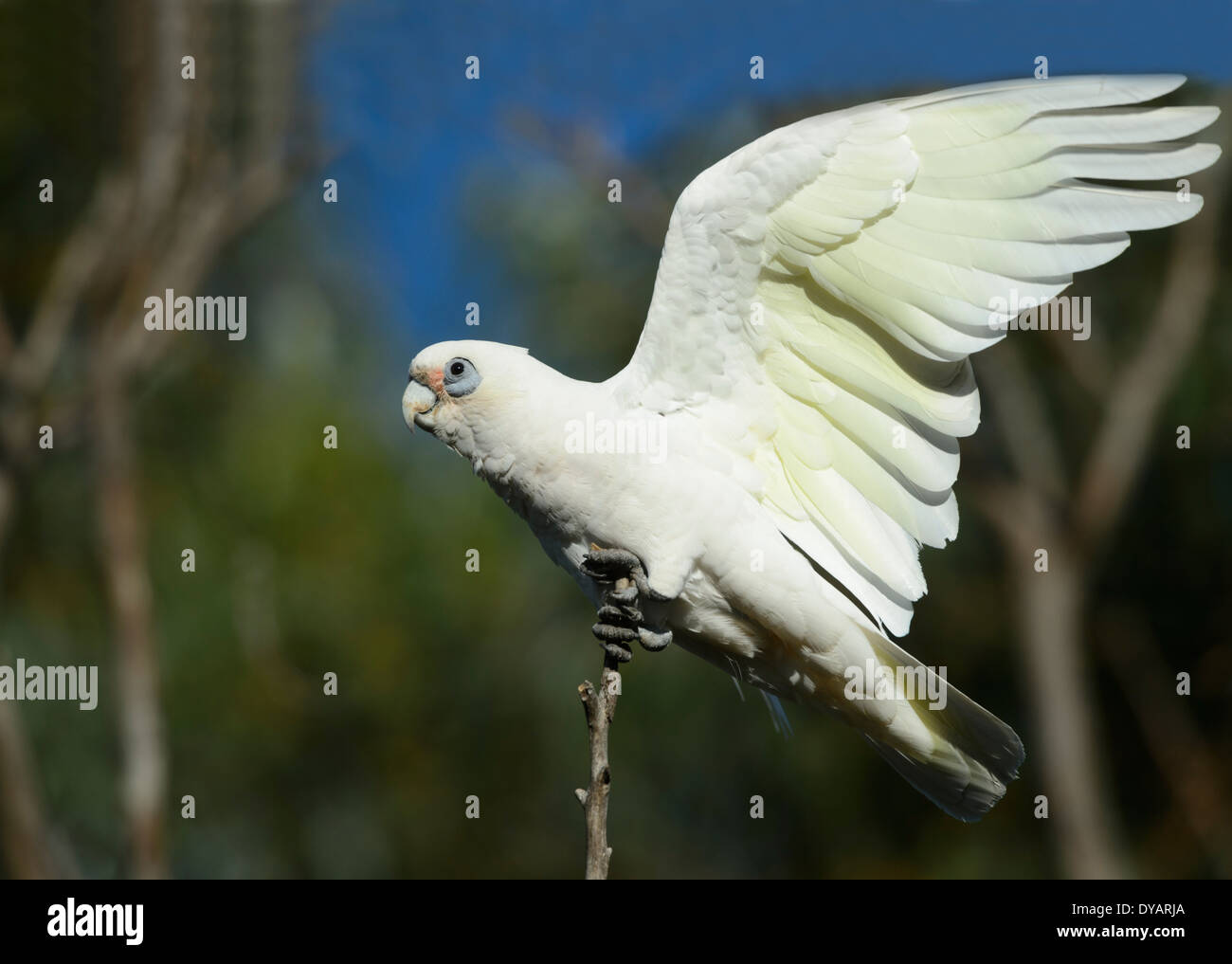 Little Corella - Cacatua pastinator Stock Photo - Alamy