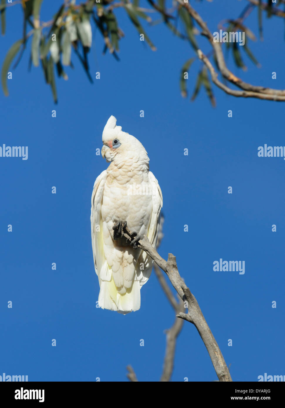 Little Corella (Cacatua pastinator), South Australia, SA, Australia ...