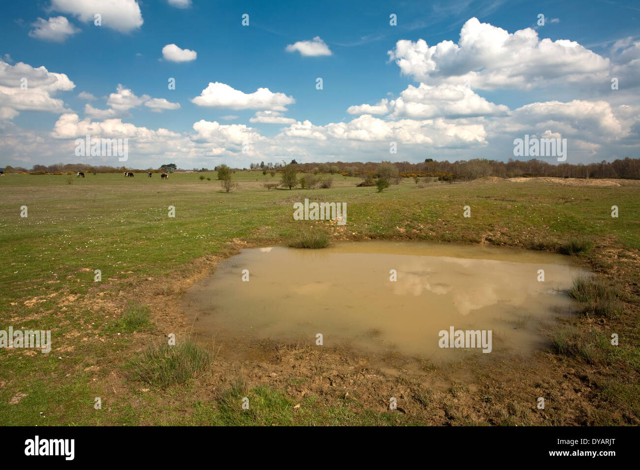Greenham common heath hi-res stock photography and images - Alamy