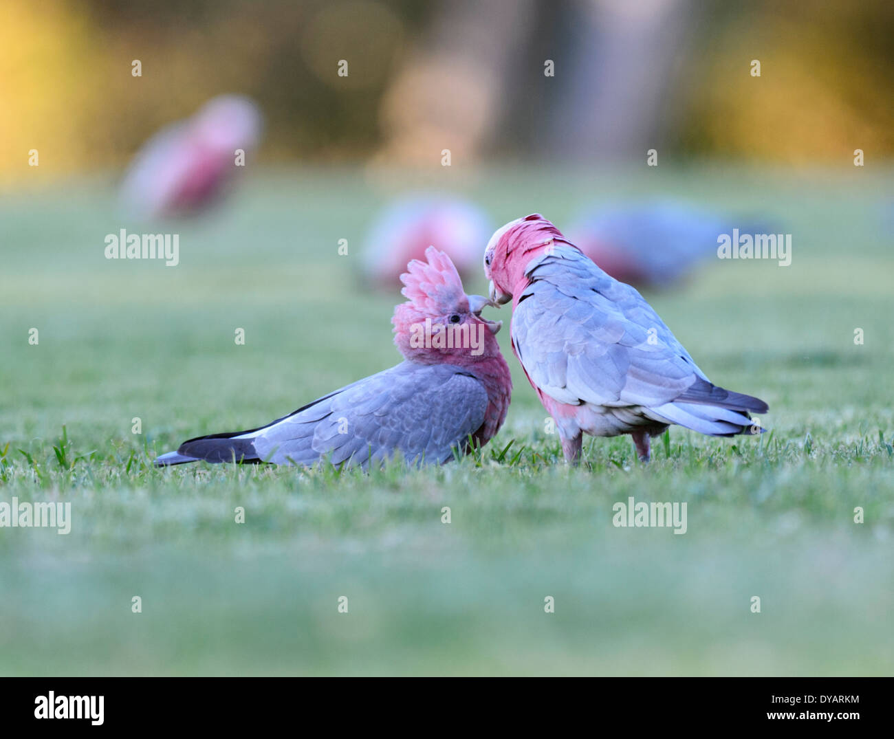 Juvenile galah hi-res stock photography and images - Alamy