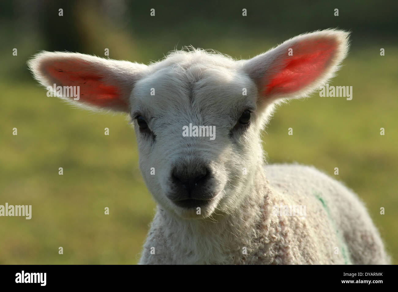 White lamb hi-res stock photography and images - Alamy