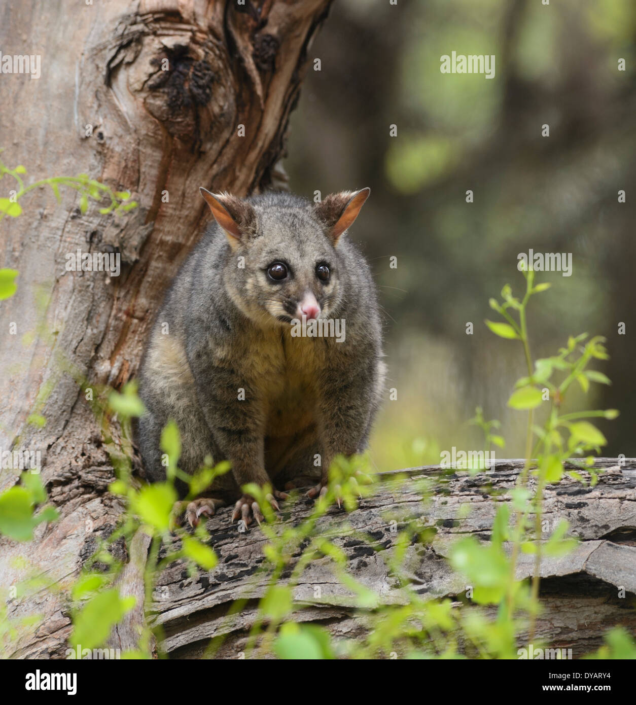Common Brushtail Possum (Trichosurus vulpecula), Kangaroo Island, South ...