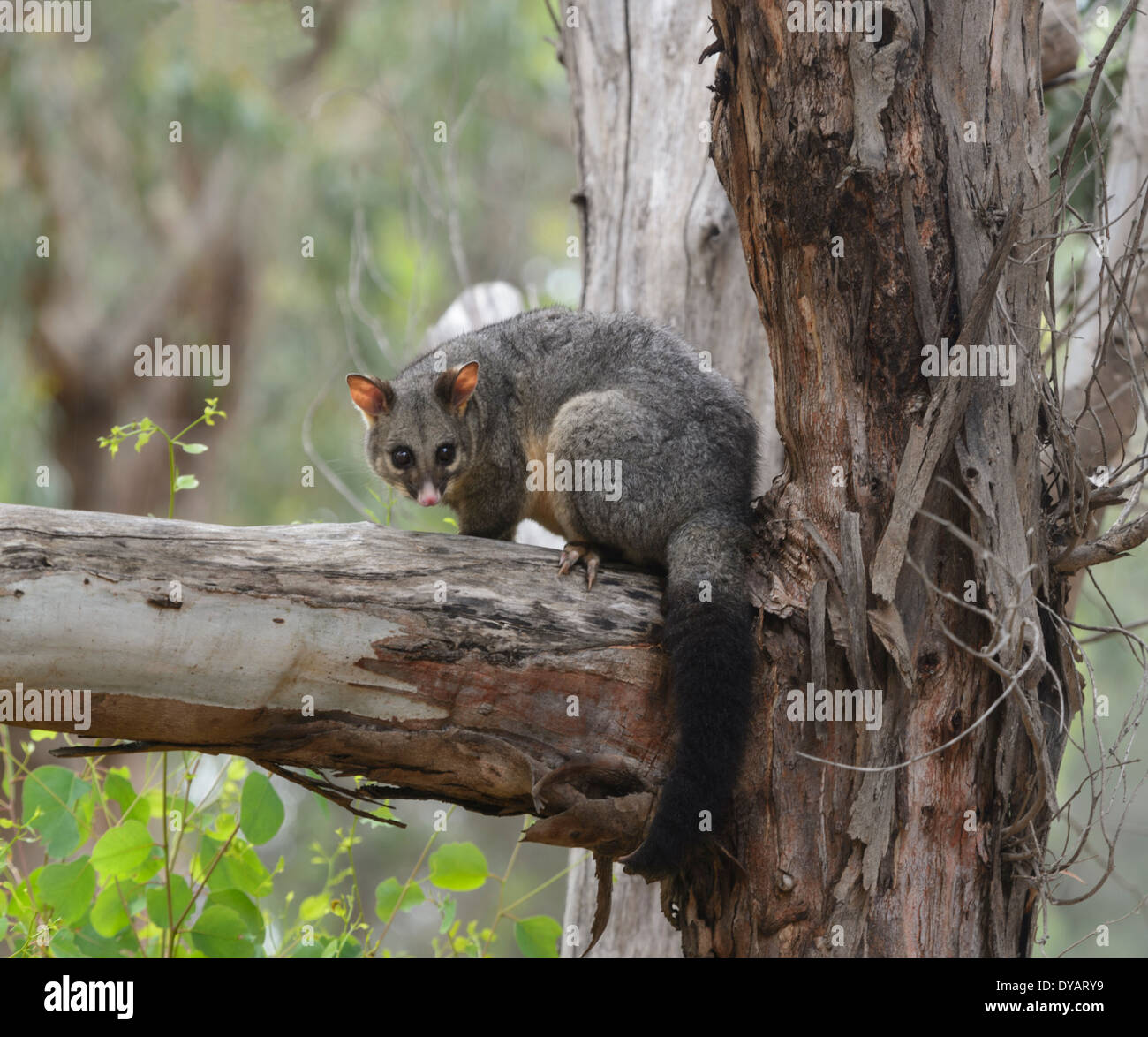 Common Brushtail Possum (Trichosurus vulpecula), Kangaroo Island, South ...