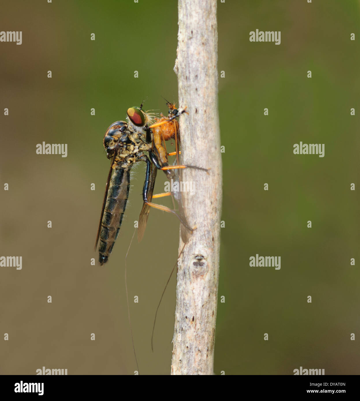 Robberfly with Prey, Australia Stock Photo - Alamy