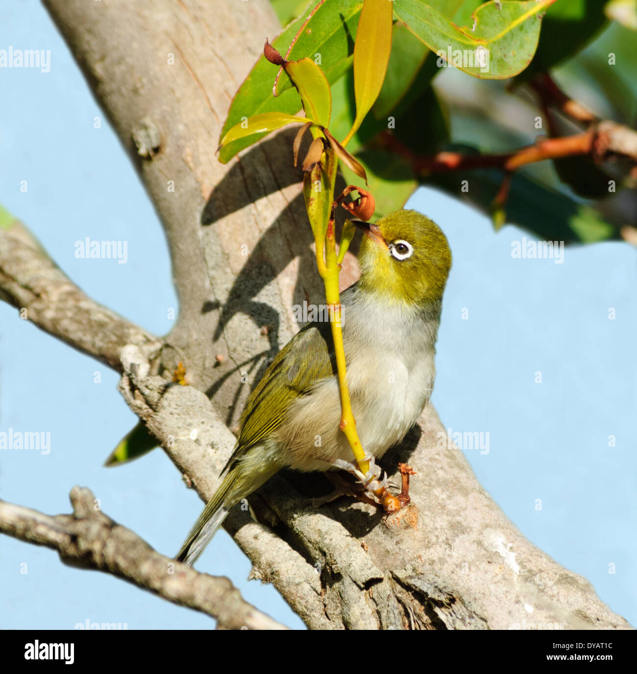 Silvereye (Eastern Race) (Zosterops lateralis), Kangaroo Island, South ...
