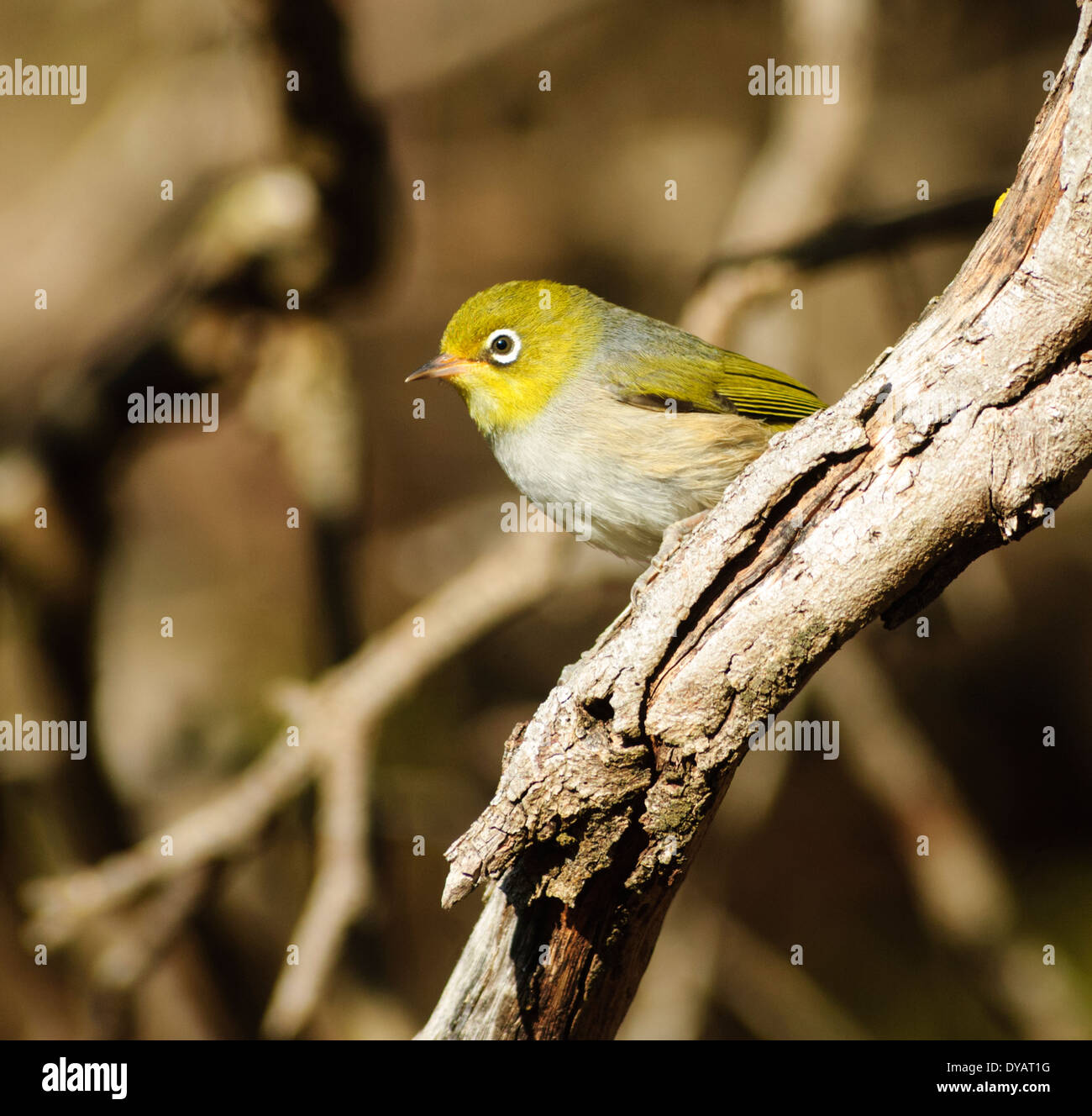 Australian silvereye bird hi-res stock photography and images - Alamy