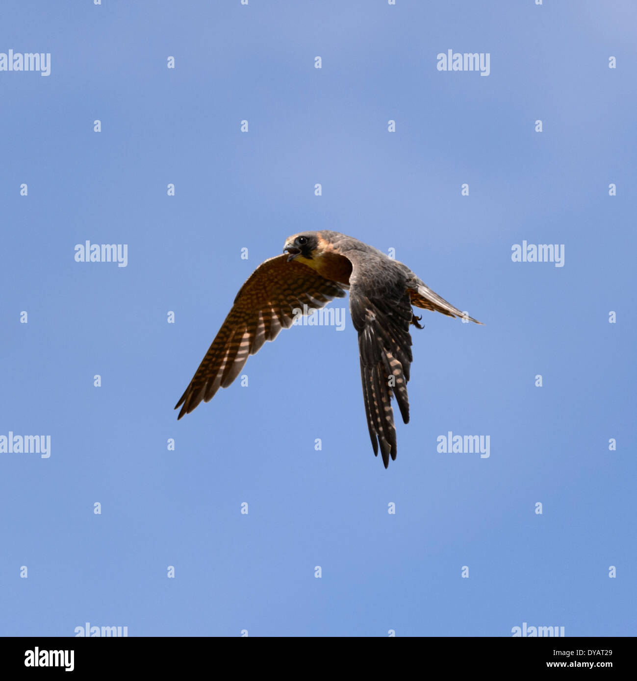 Longipennis High Resolution Stock Photography and Images - Alamy