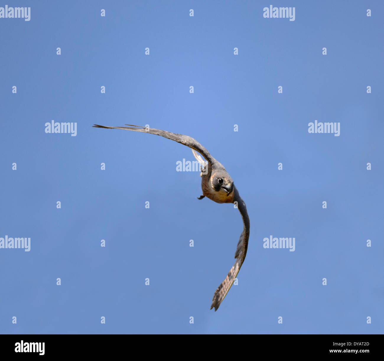 Hobby flight bird hi-res stock photography and images - Alamy
