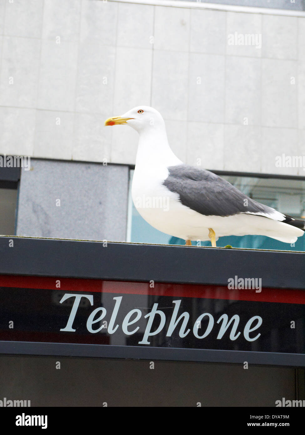Seagull on a phone box hi-res stock photography and images - Alamy