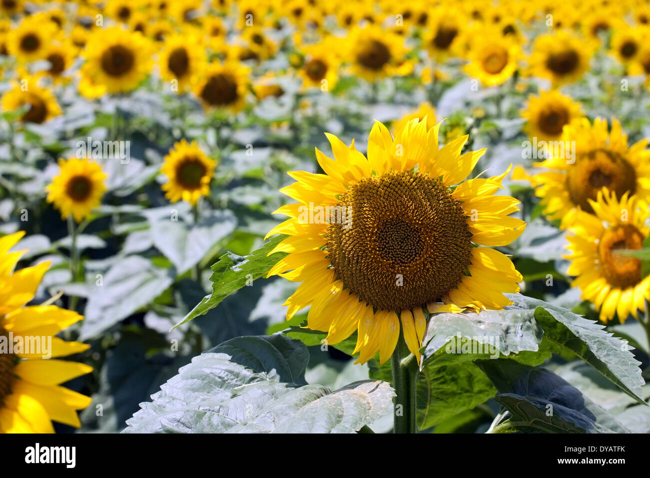field of sunflowers with one big flower foreground Stock Photo - Alamy